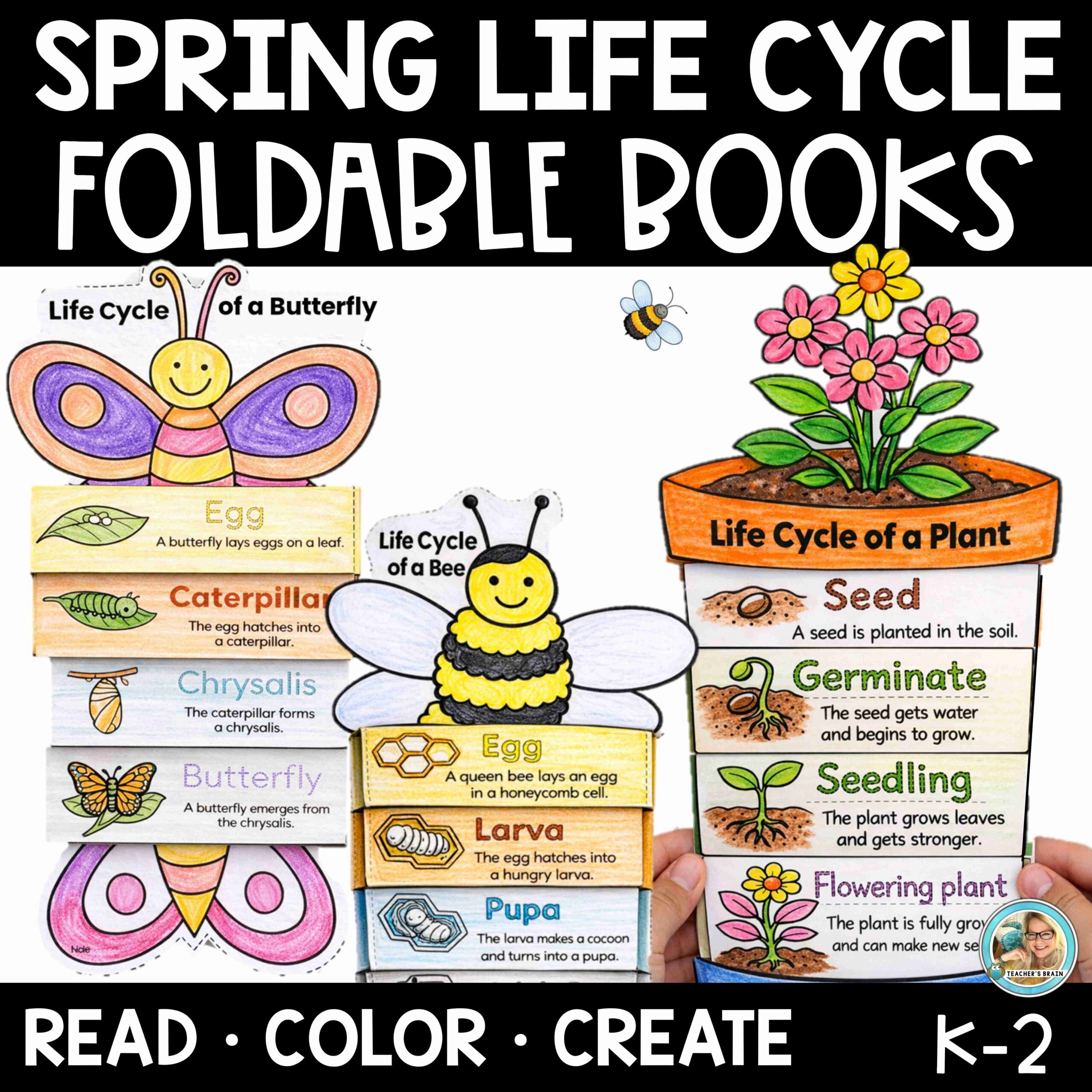 Spring Life Cycle Foldable Books | Plant, Bee, Butterfly Craft | K-2 ...